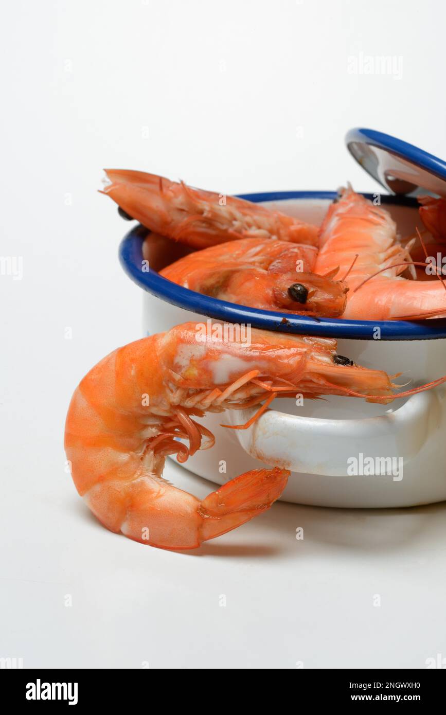 Little prawns hi-res stock photography and images - Alamy