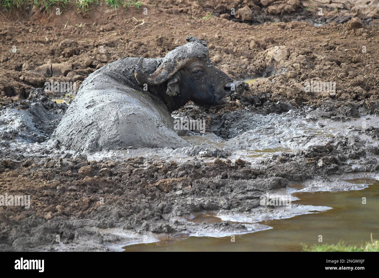 African buffalo (Syncerus caffer) taking a mud bath in Kenya Stock ...