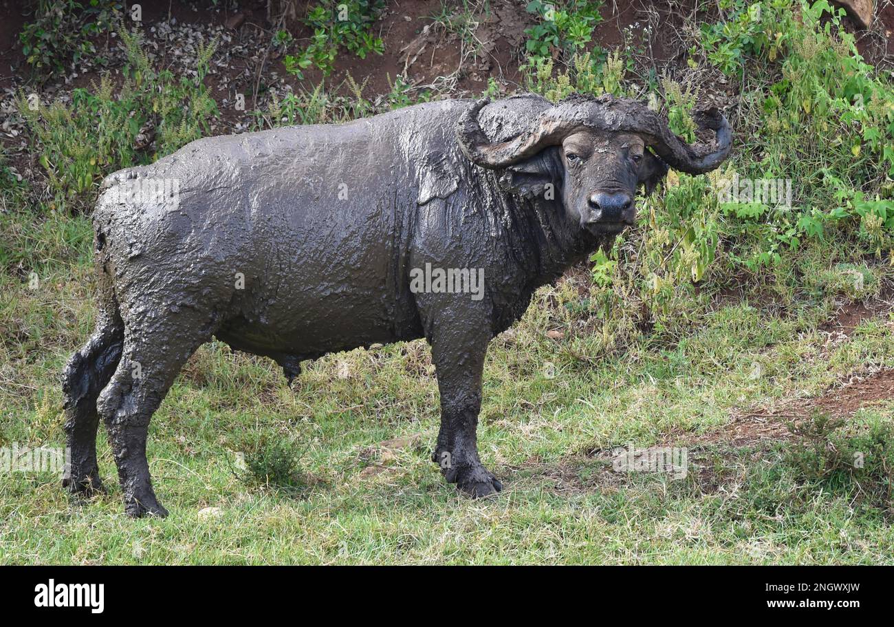 Bath for cattle hi-res stock photography and images - Alamy