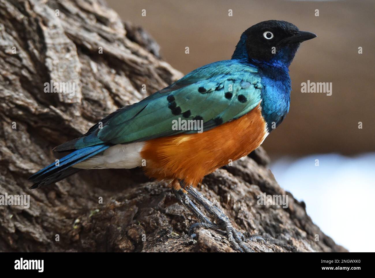 Superb starling (Lamprotornis superbus) on a tree trunk in Kenya Stock ...