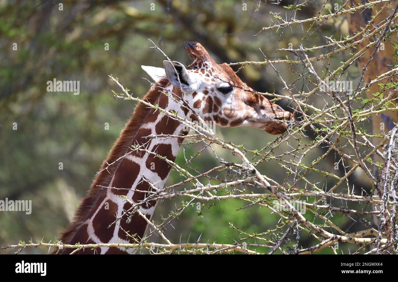 Giraffe (Giraffa) feeding on an acacia (Acacieae) in Kenya Stock Photo ...