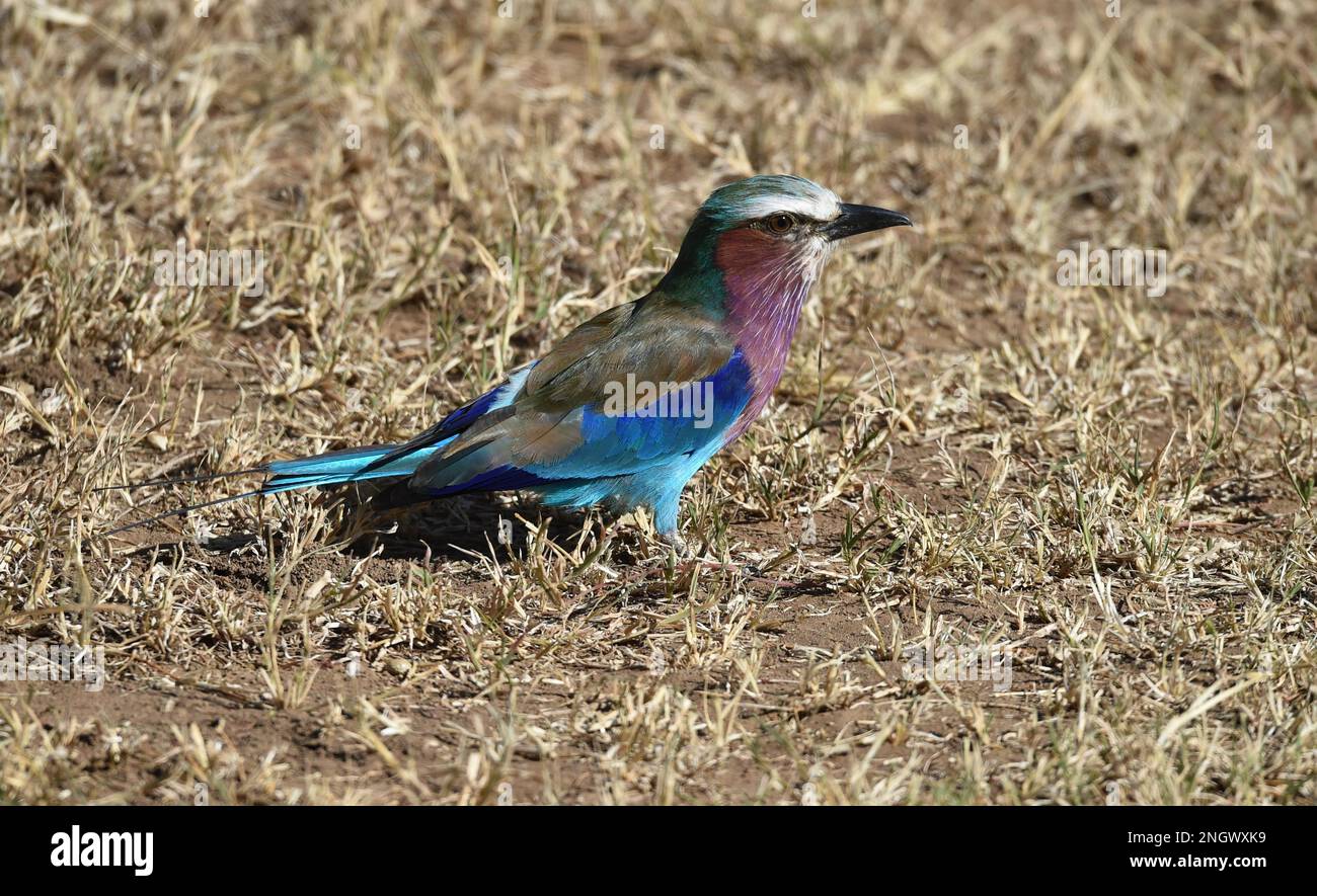 Lilac breasted roller roller east africa kenya africa hi-res stock ...