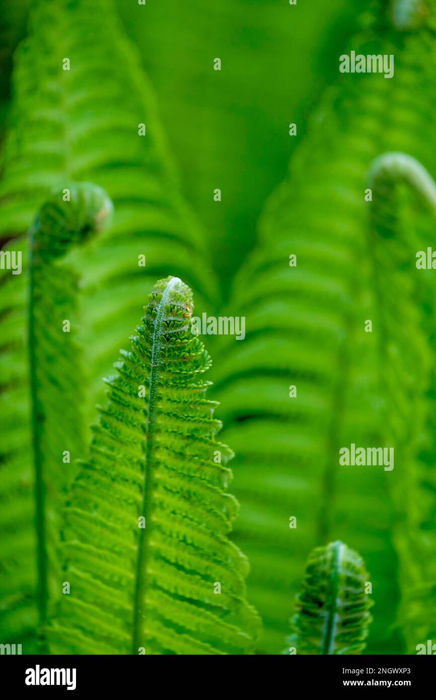 Young shoot, curled leaves of a fern frond Stock Photo - Alamy
