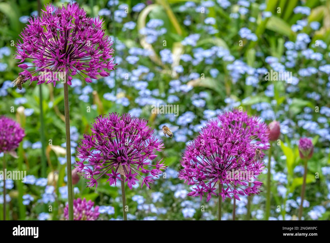 (Allium), inflorescence, in front of forget-me-nots Stock Photo - Alamy