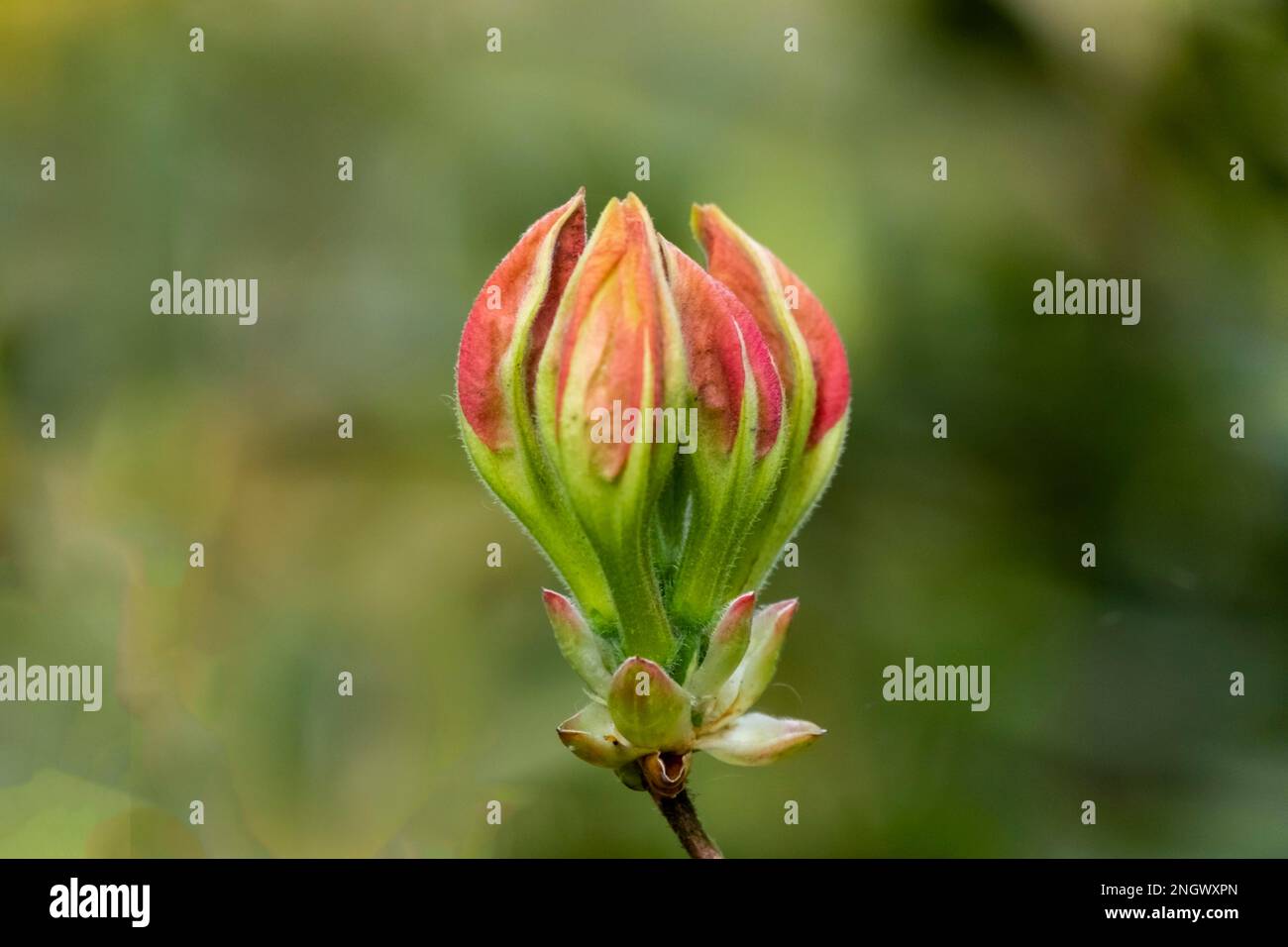 Azalea orange bush hi-res stock photography and images - Alamy