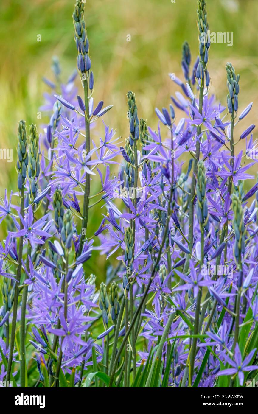 Prairie lilies hi-res stock photography and images - Alamy