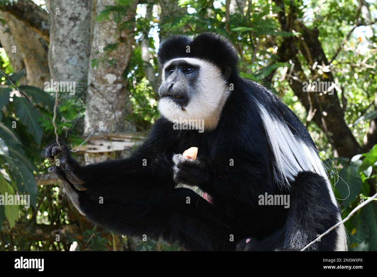 Colobus guereza on a tree hi-res stock photography and images - Alamy
