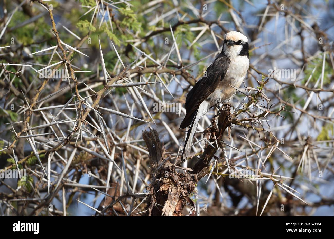 The Shrike Tree Of Thorns