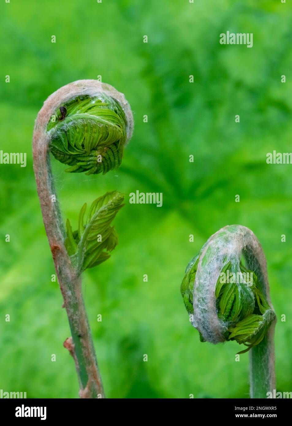 Young shoot, curled leaves of a fern frond Stock Photo - Alamy