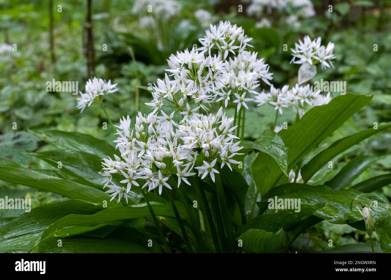 Ramsons plant hi-res stock photography and images - Alamy