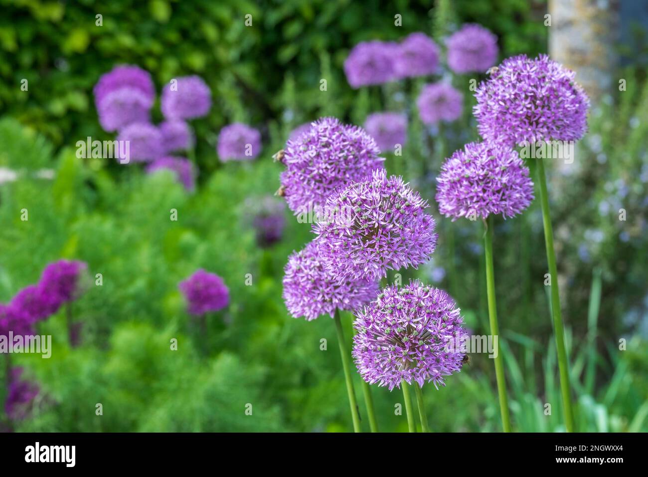 (Allium), inflorescence, Muensterland, North Rhine-Westphalia Stock ...