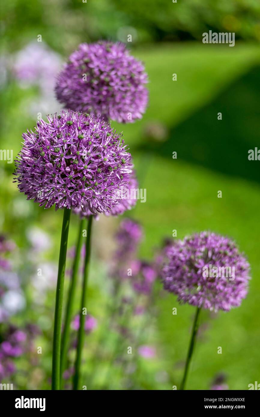 (Allium), inflorescence, Muensterland, North Rhine-Westphalia Stock ...
