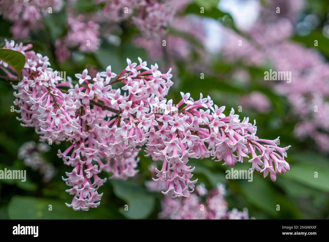 Hungarian Lilac (Syringa josikaea Stock Photo - Alamy