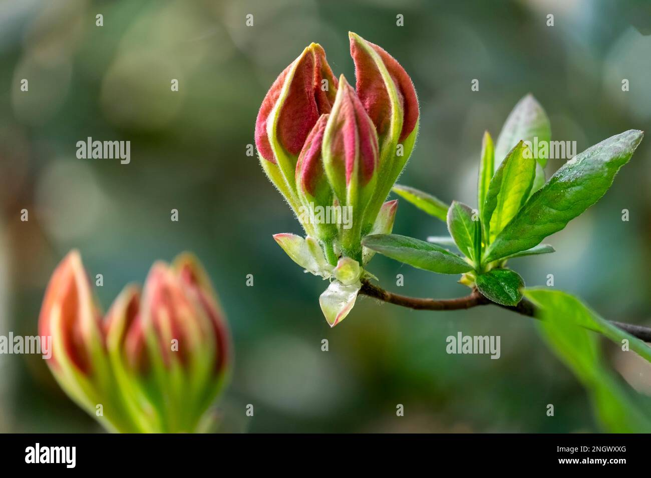 Azalea bud hi-res stock photography and images - Alamy