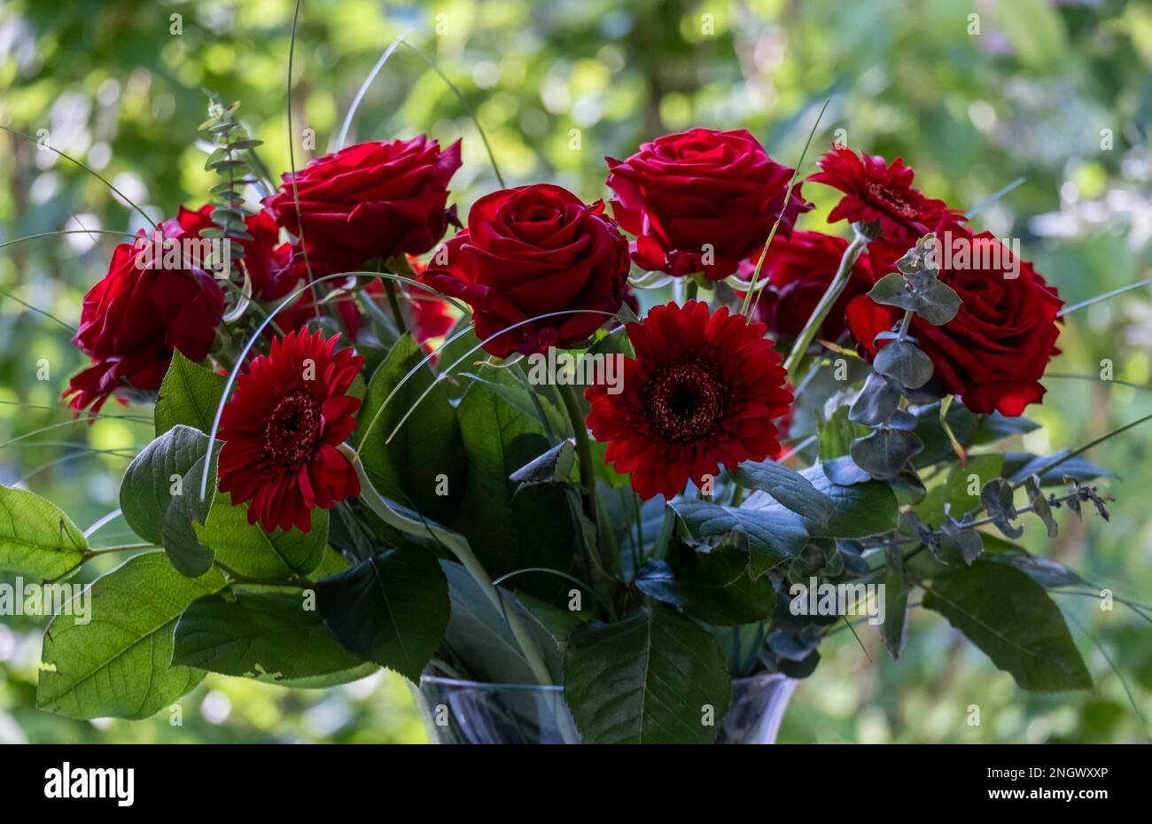 Rosa gerbera hi-res stock photography and images - Alamy