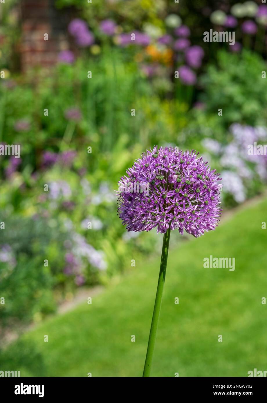 (Allium), inflorescence, Muensterland, North Rhine-Westphalia Stock ...