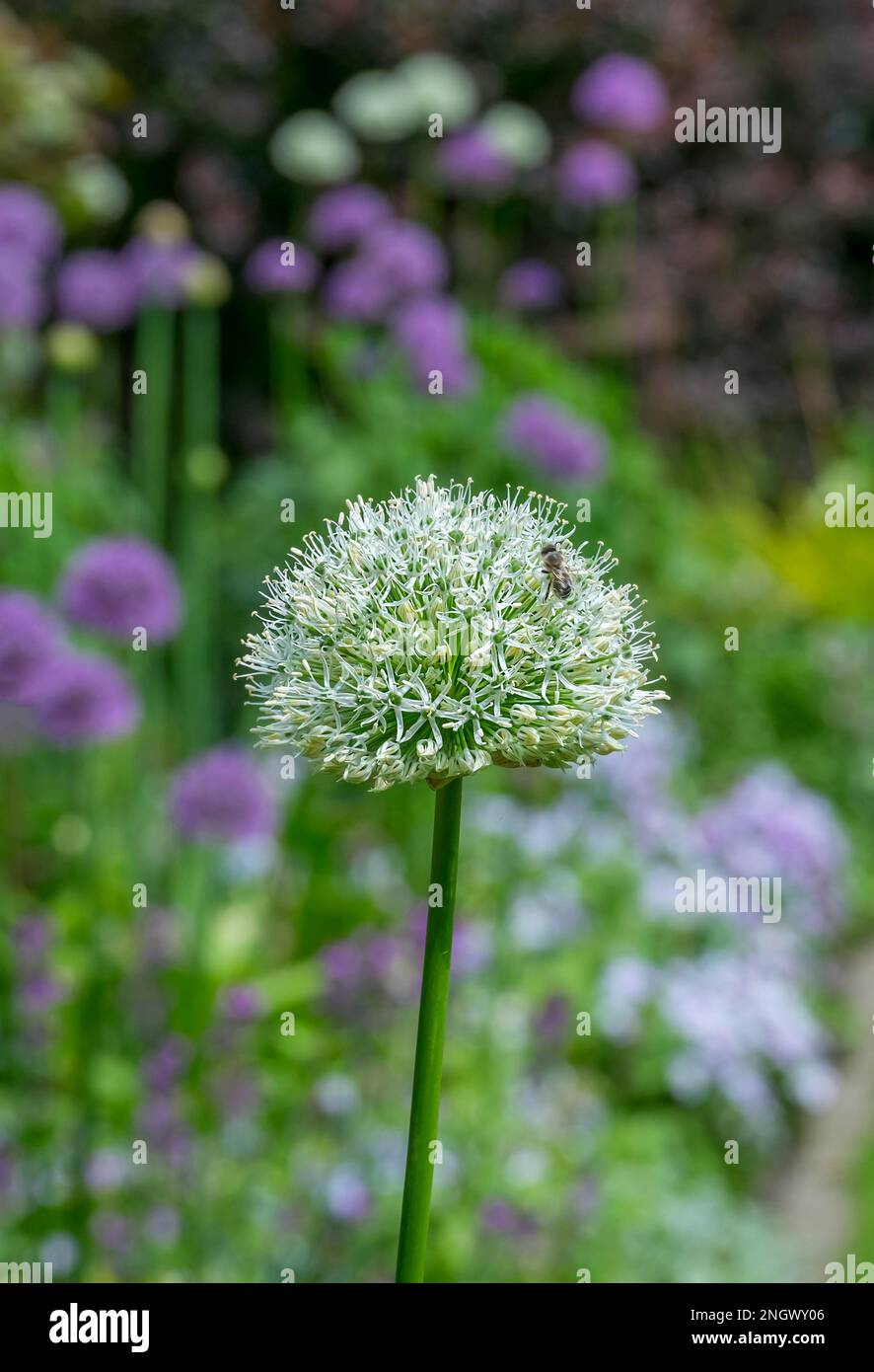 (Allium), inflorescence, Muensterland, North Rhine-Westphalia Stock ...