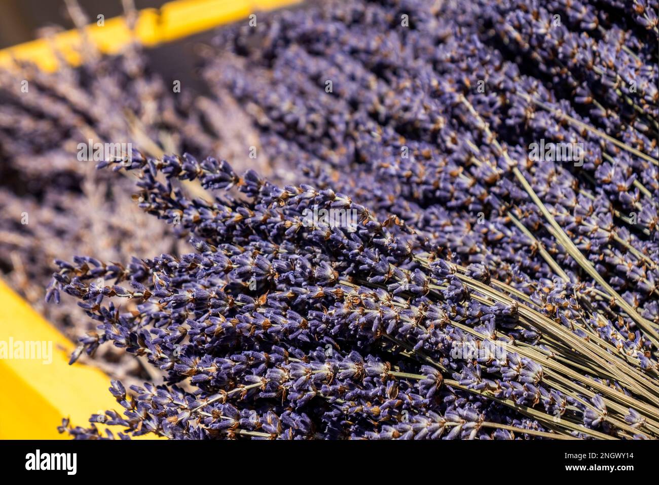 Lavender and yellow hi-res stock photography and images - Alamy