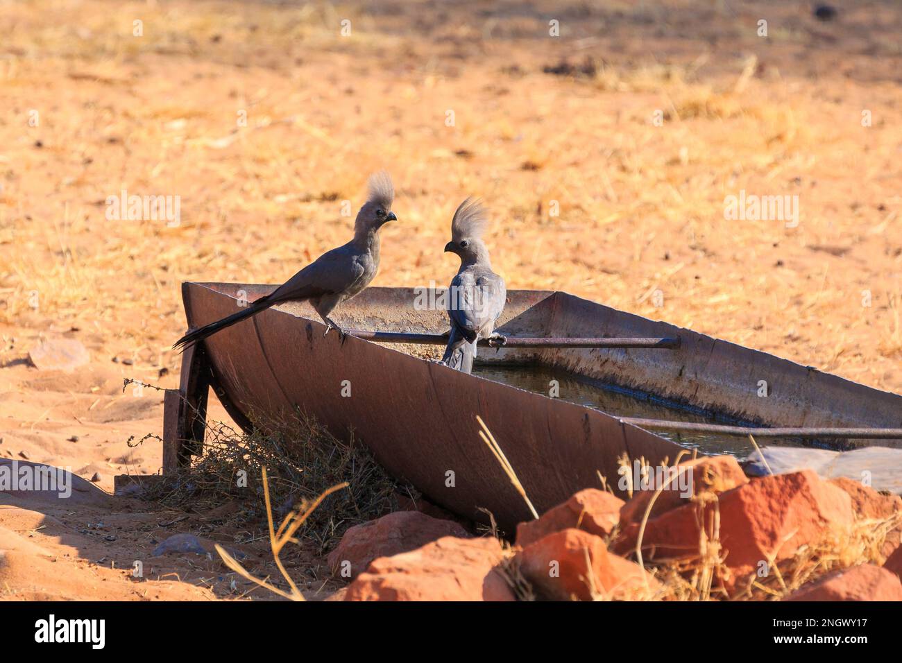 The grey go-away-bird (Crinifer concolor), also known as grey lourie ...