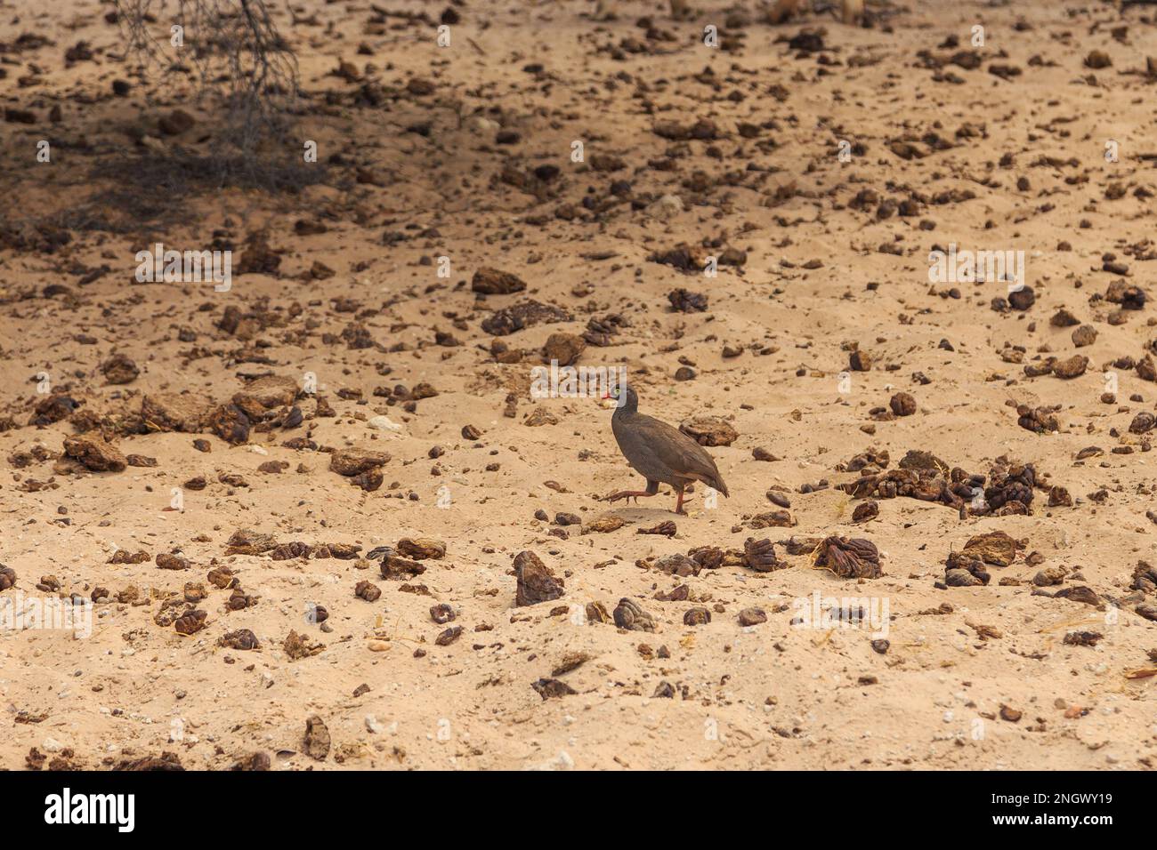 The helmeted guineafowl endemic to Africa and rank among the oldest of ...
