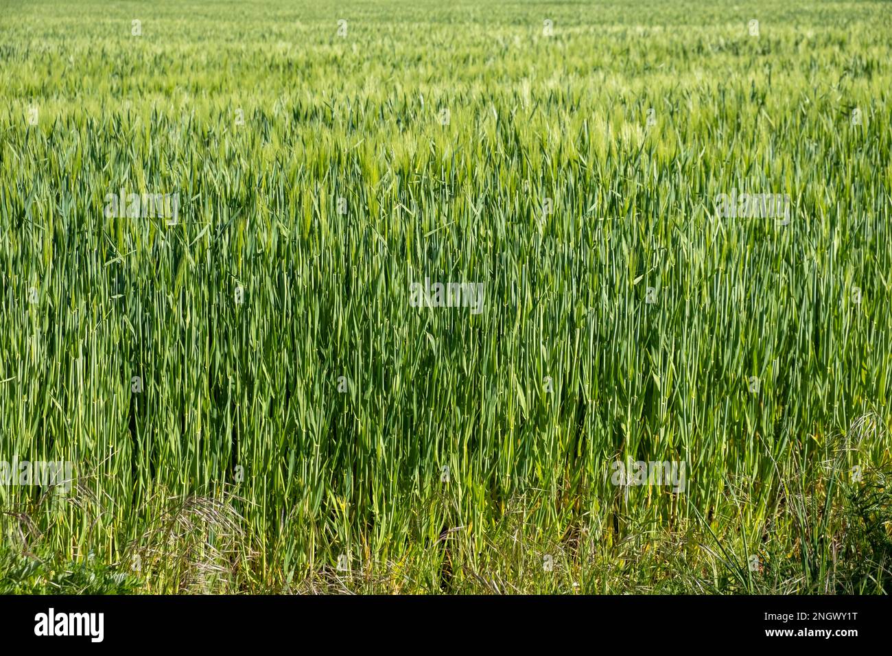 Barley (Hordeum vulgare Stock Photo - Alamy