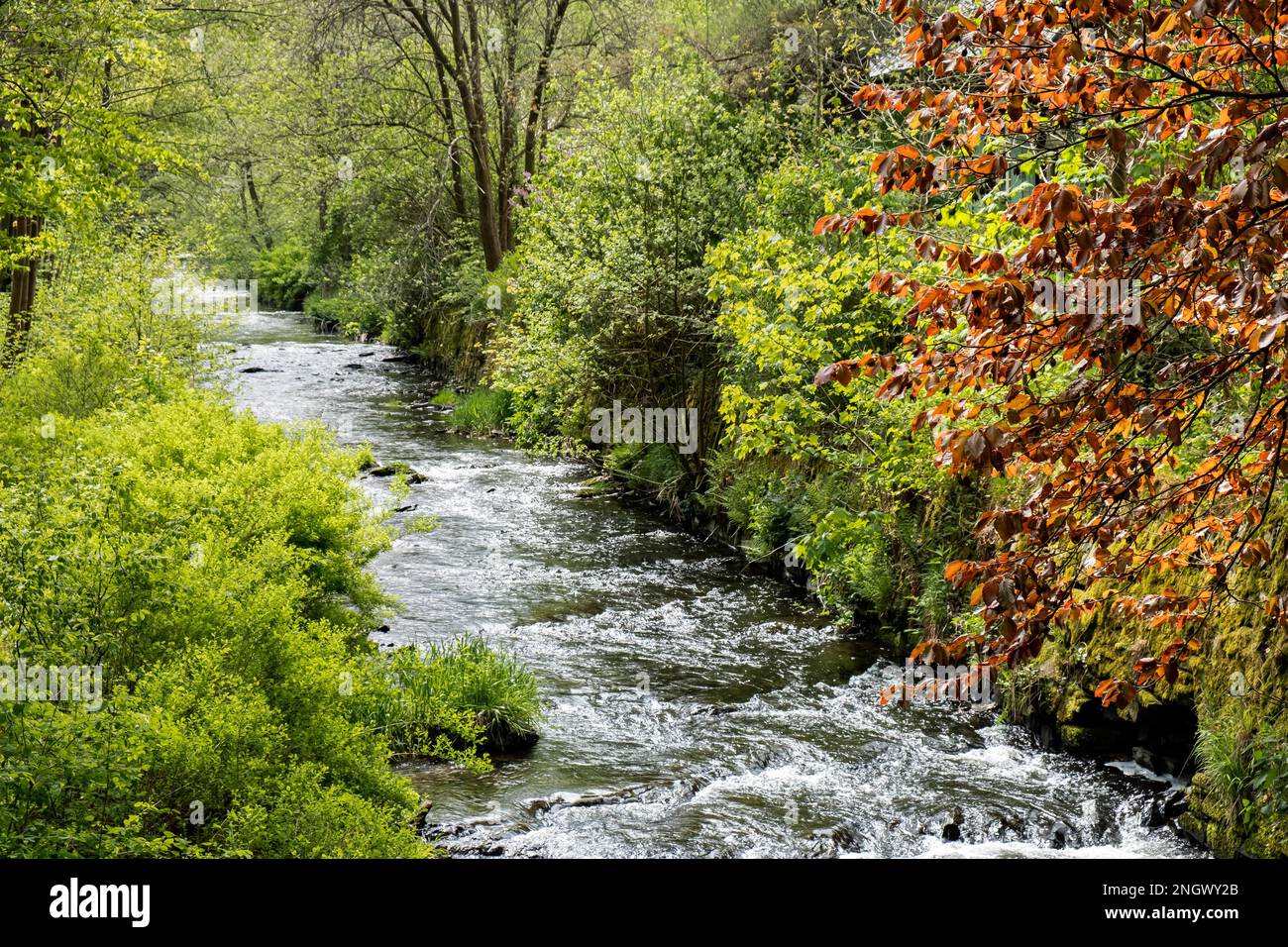 The Selke in the Harz Mountains Stock Photo - Alamy