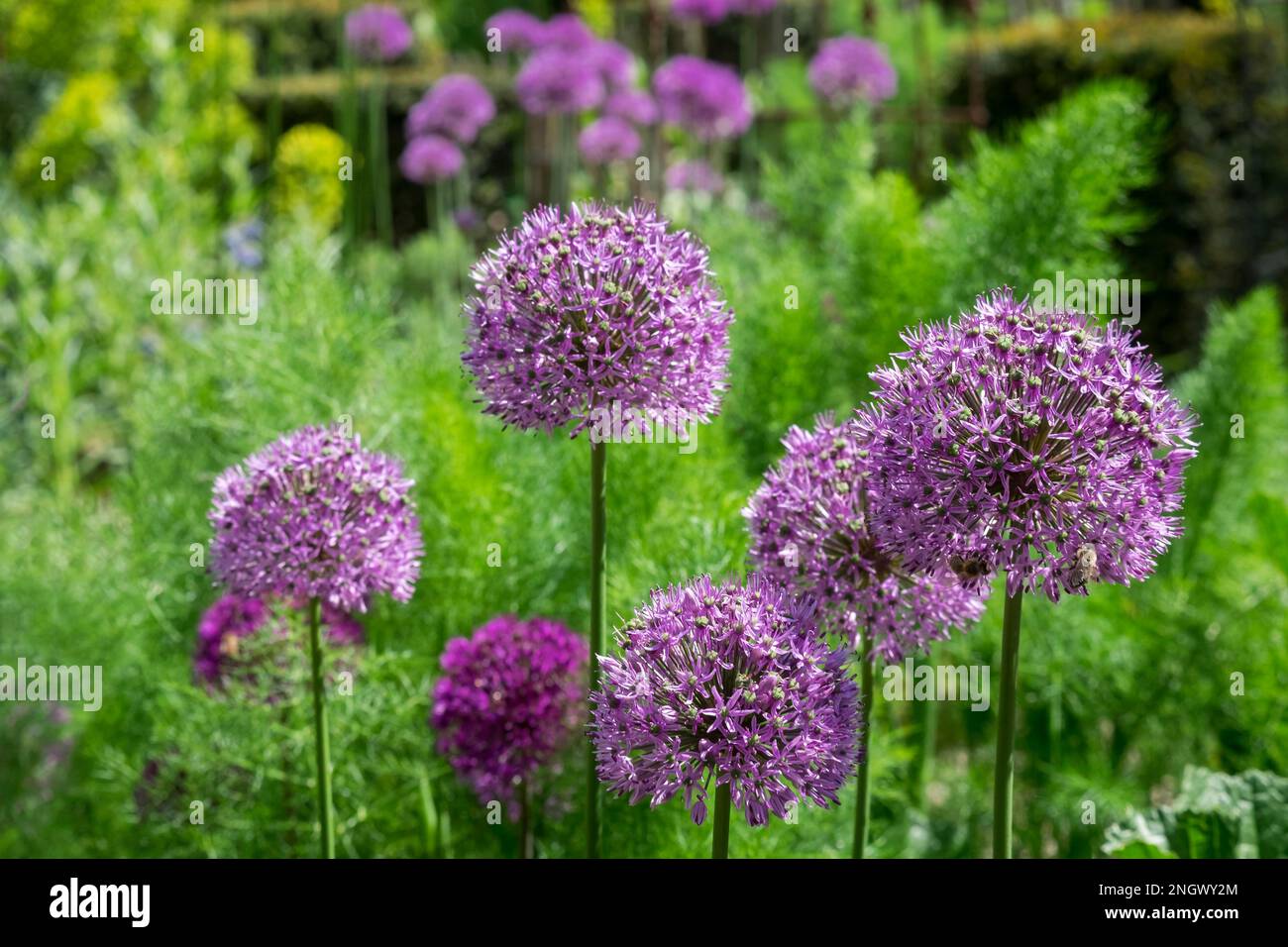 (Allium), inflorescence, Muensterland, North Rhine-Westphalia Stock ...