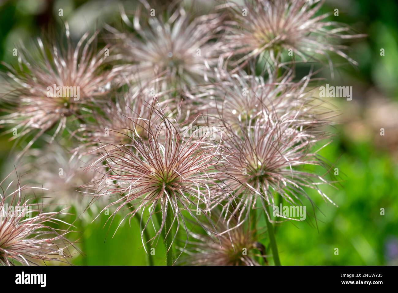 Clematis fruit clusters Stock Photo - Alamy
