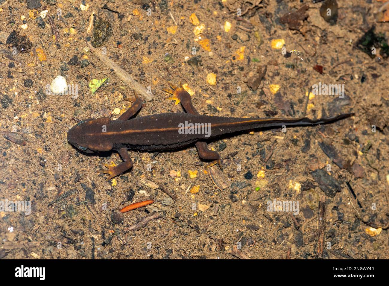Sword-tailed newt (Cynops ensicauda) from Amami Oshima, Japan Stock ...