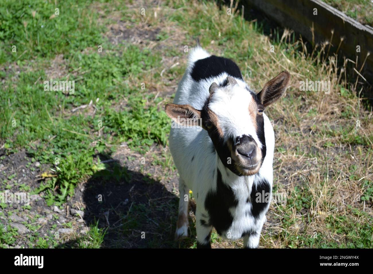 White cute goat with black spots, standing on the garden field with ...