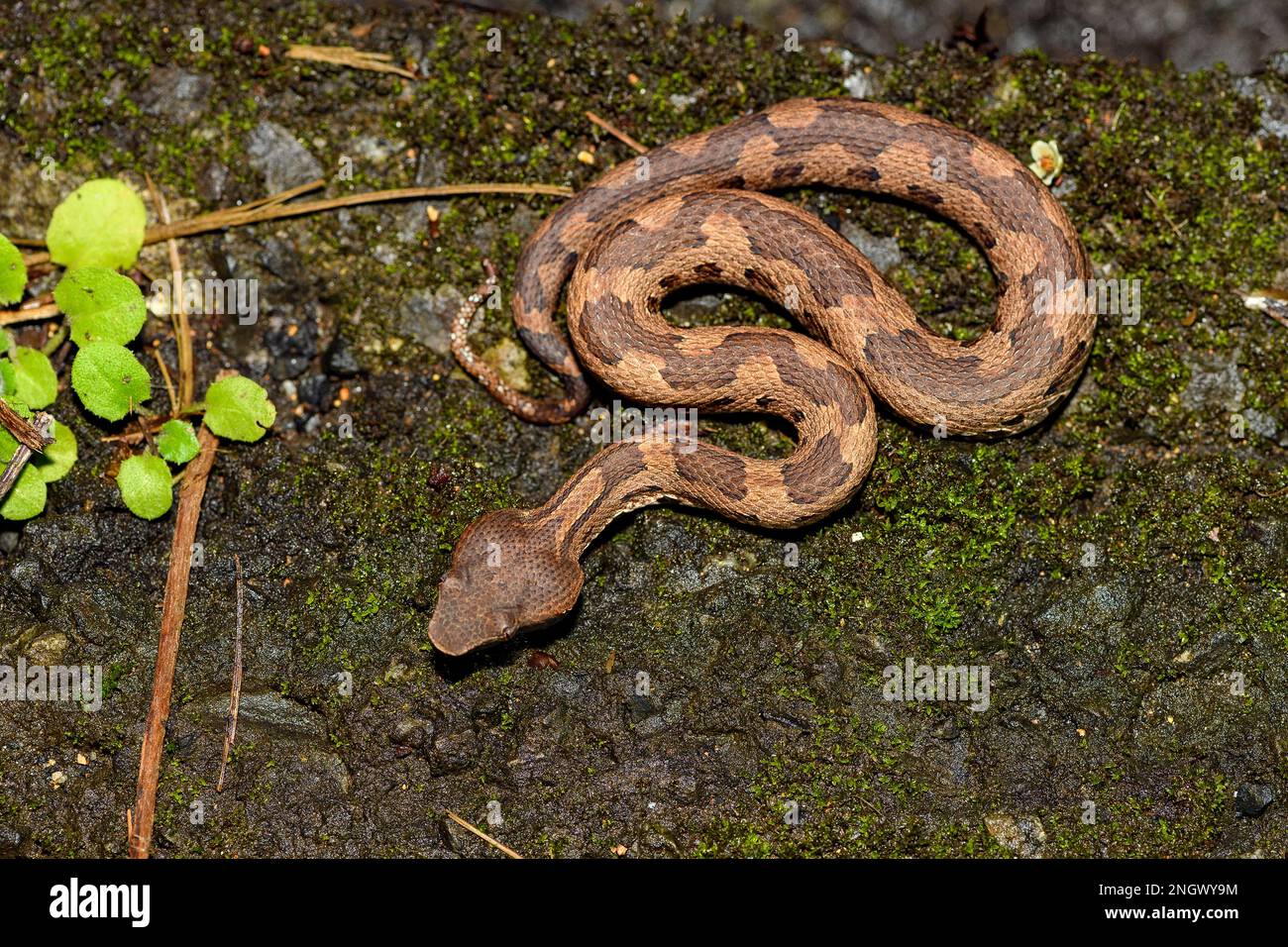 The venomous Hime Habu viper (Ovophis okinavensis) from Amami Oshima ...