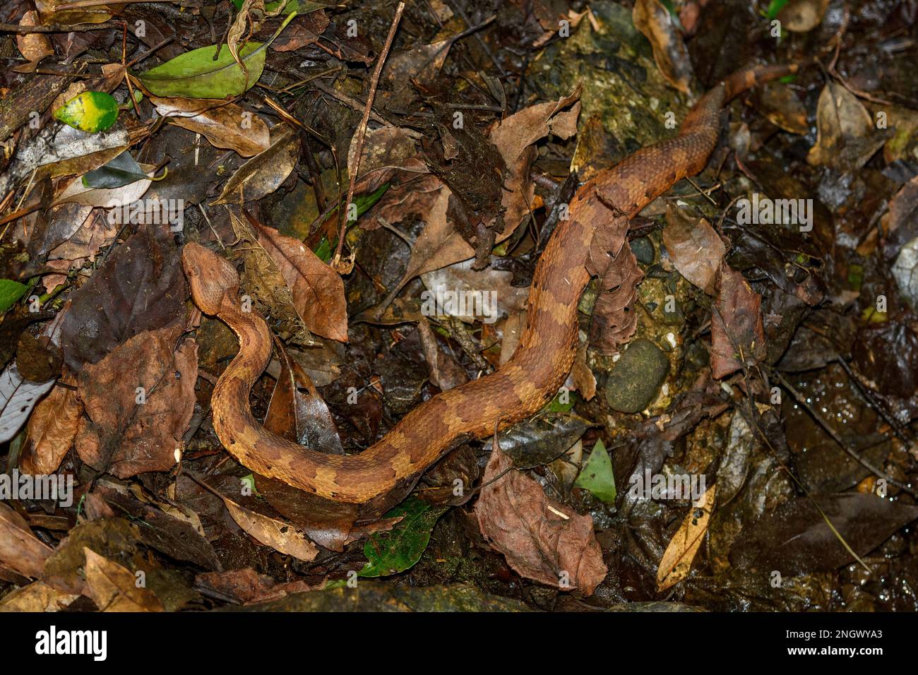 The venomous Hime Habu viper (Ovophis okinavensis) from Amami Oshima ...