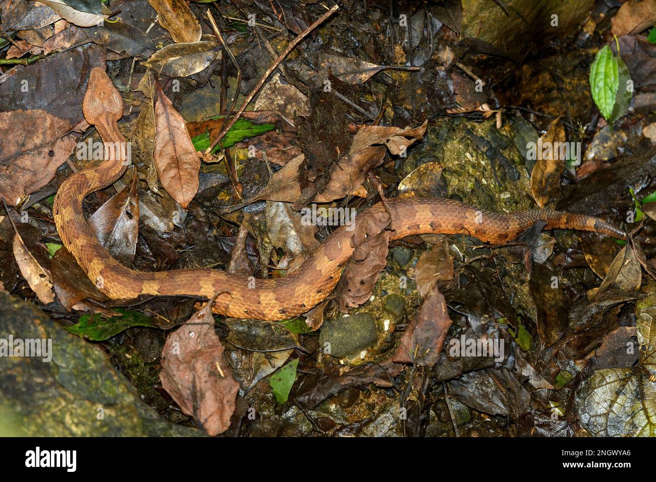 The venomous Hime Habu viper (Ovophis okinavensis) from Amami Oshima ...