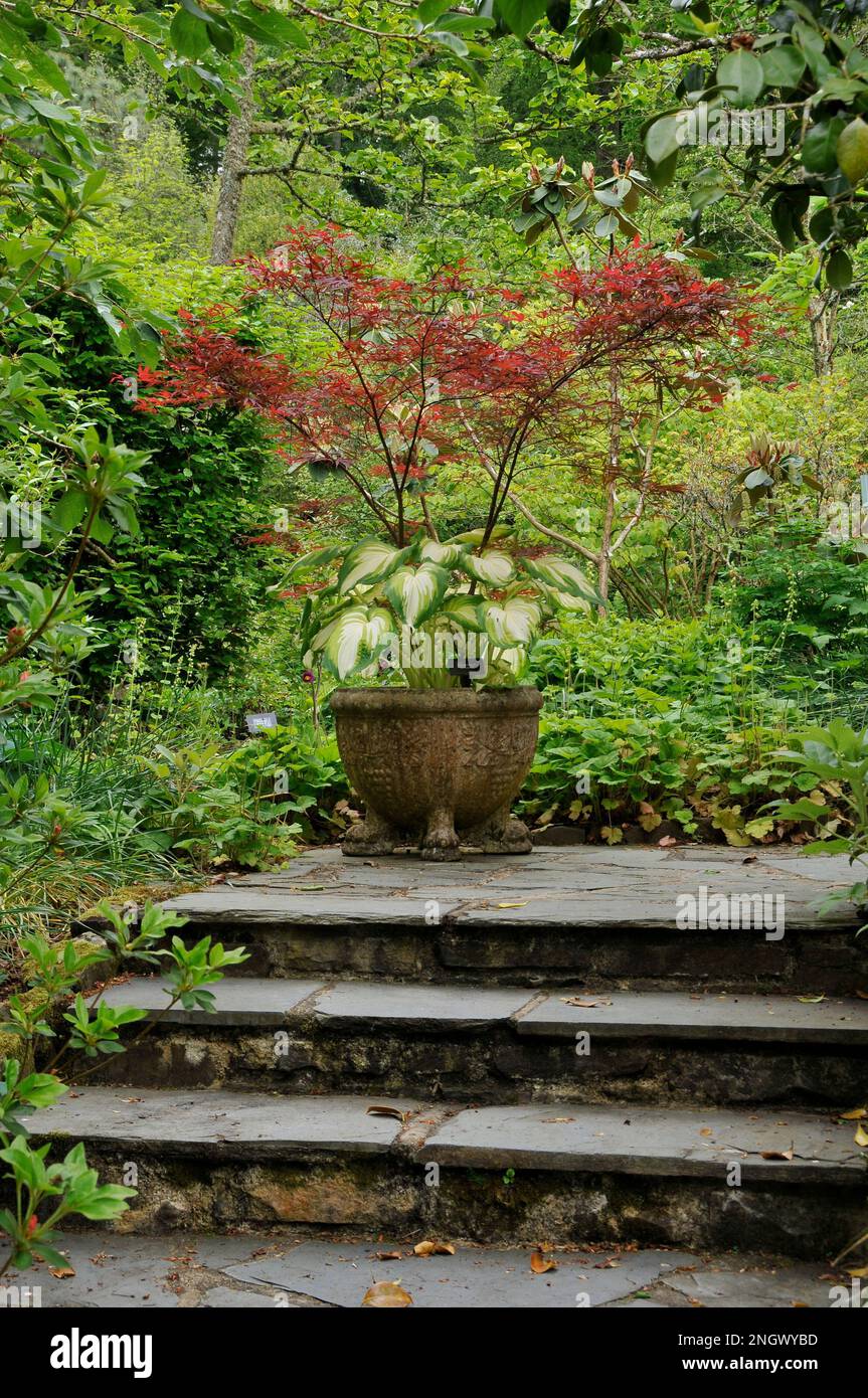 English country gardens and borders with flowers, plants, bushes trees ...