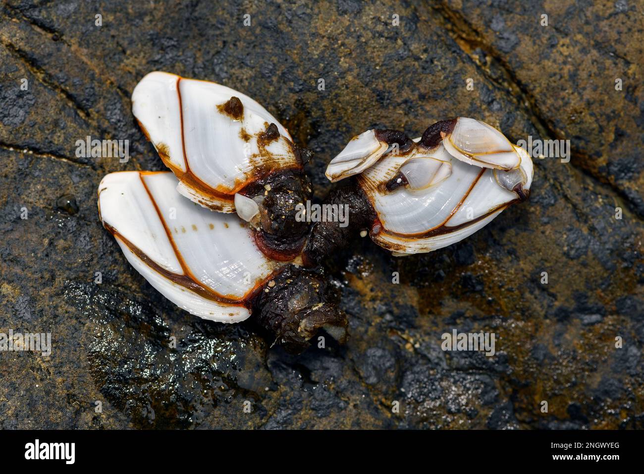 Pelagic gooseneck barnacles (Lepas anatifera) have drifted ashore on ...