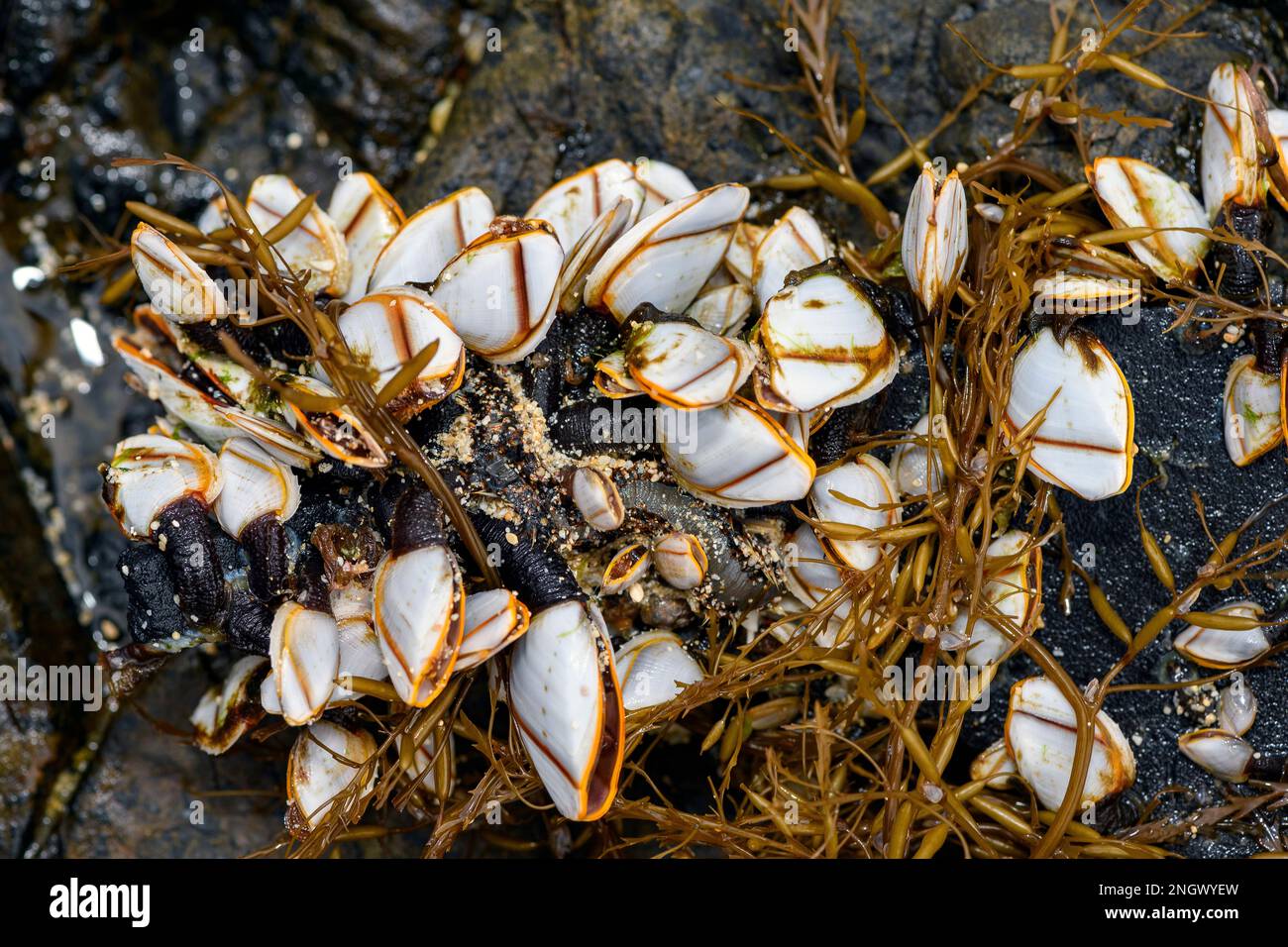 Pelagic gooseneck barnacles (Lepas anatifera) have drifted ashore on ...