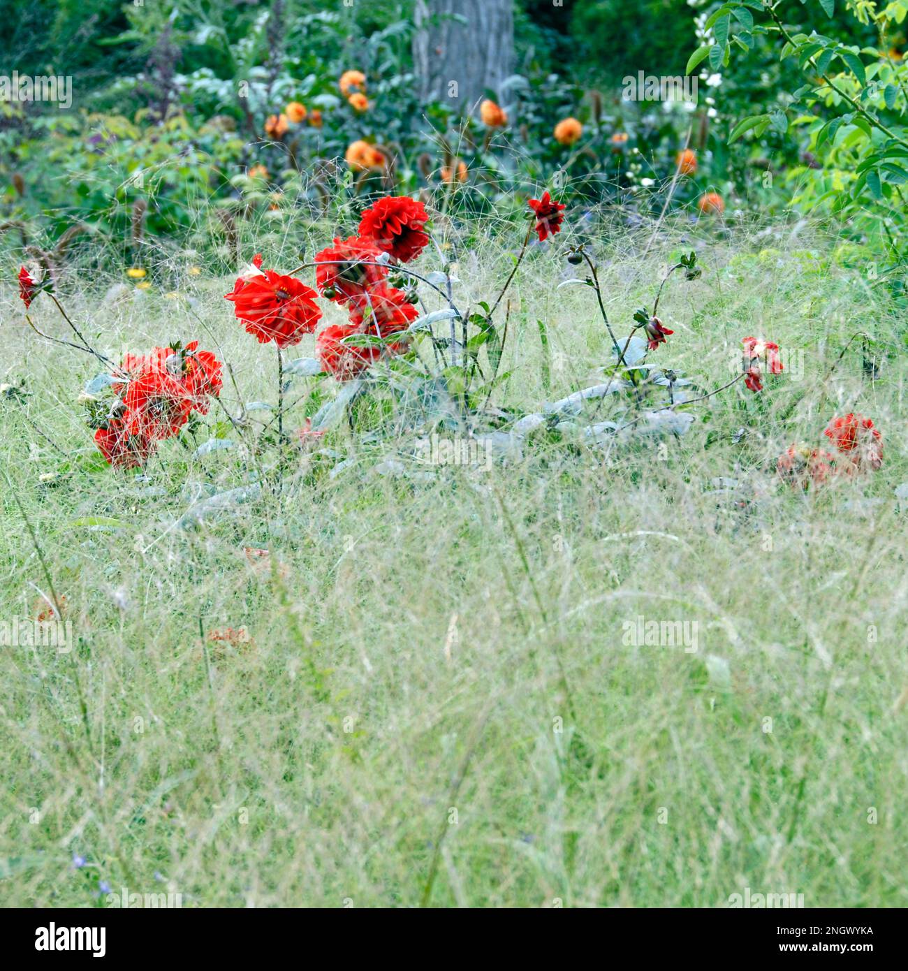 English country gardens and borders with flowers, plants, bushes trees ...