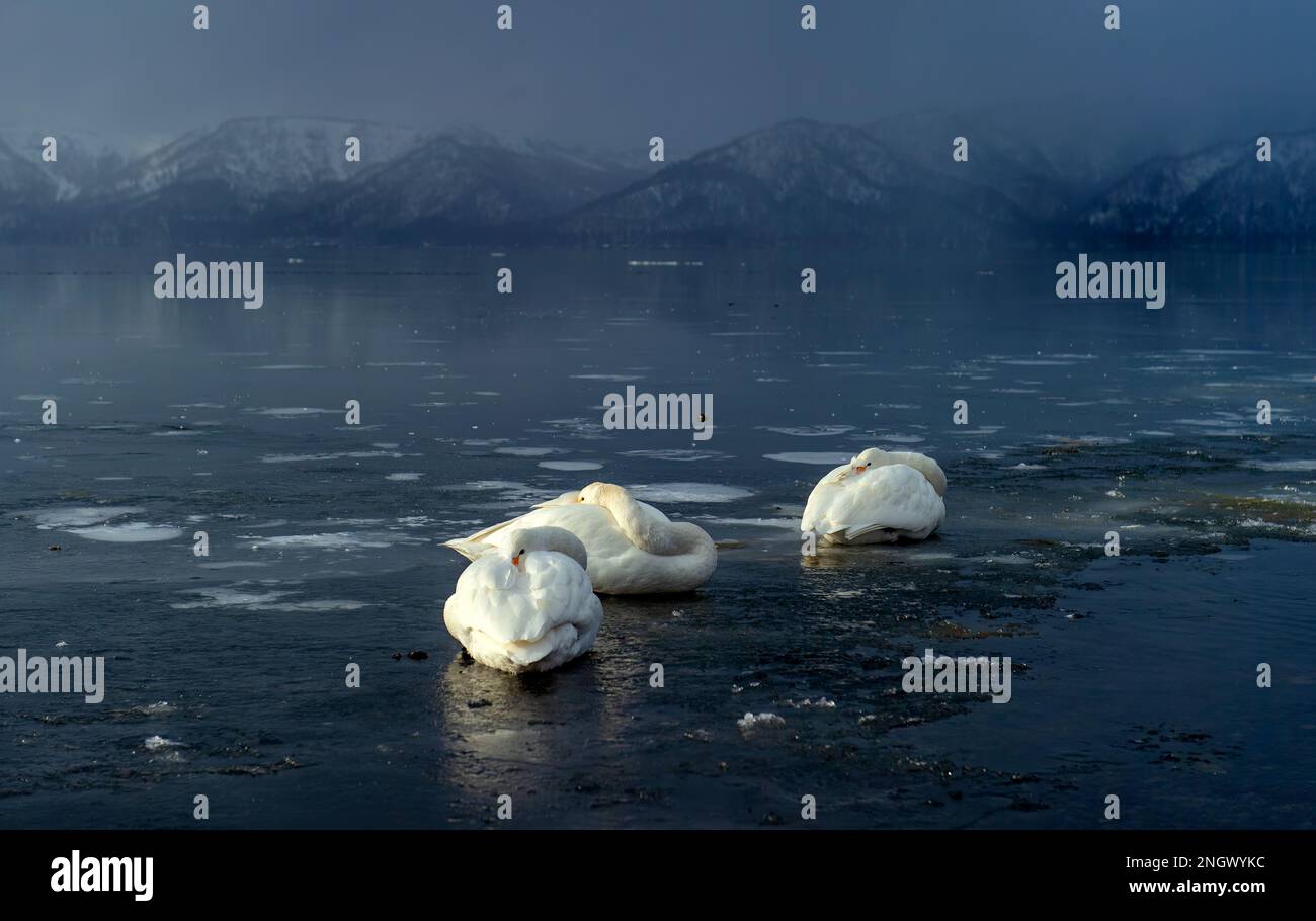 Sleeping whotter swans (Cygnus cygnus) at Lake Kussharo, Kushiro ...