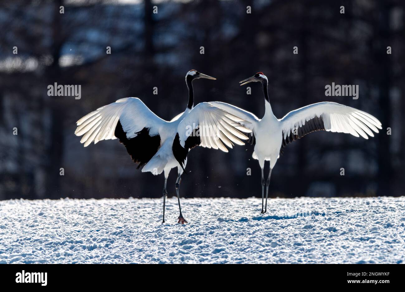 Red-crowned crane (Grus japonensis) dancing. Photo from Tsurui-Ito ...
