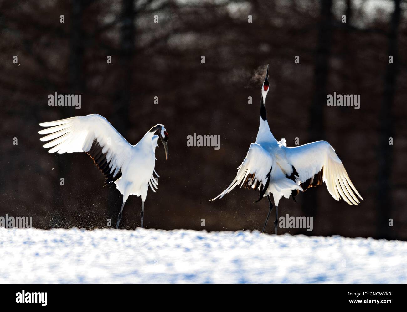 Red-crowned crane (Grus japonensis) dancing. Photo from Tsurui-Ito ...