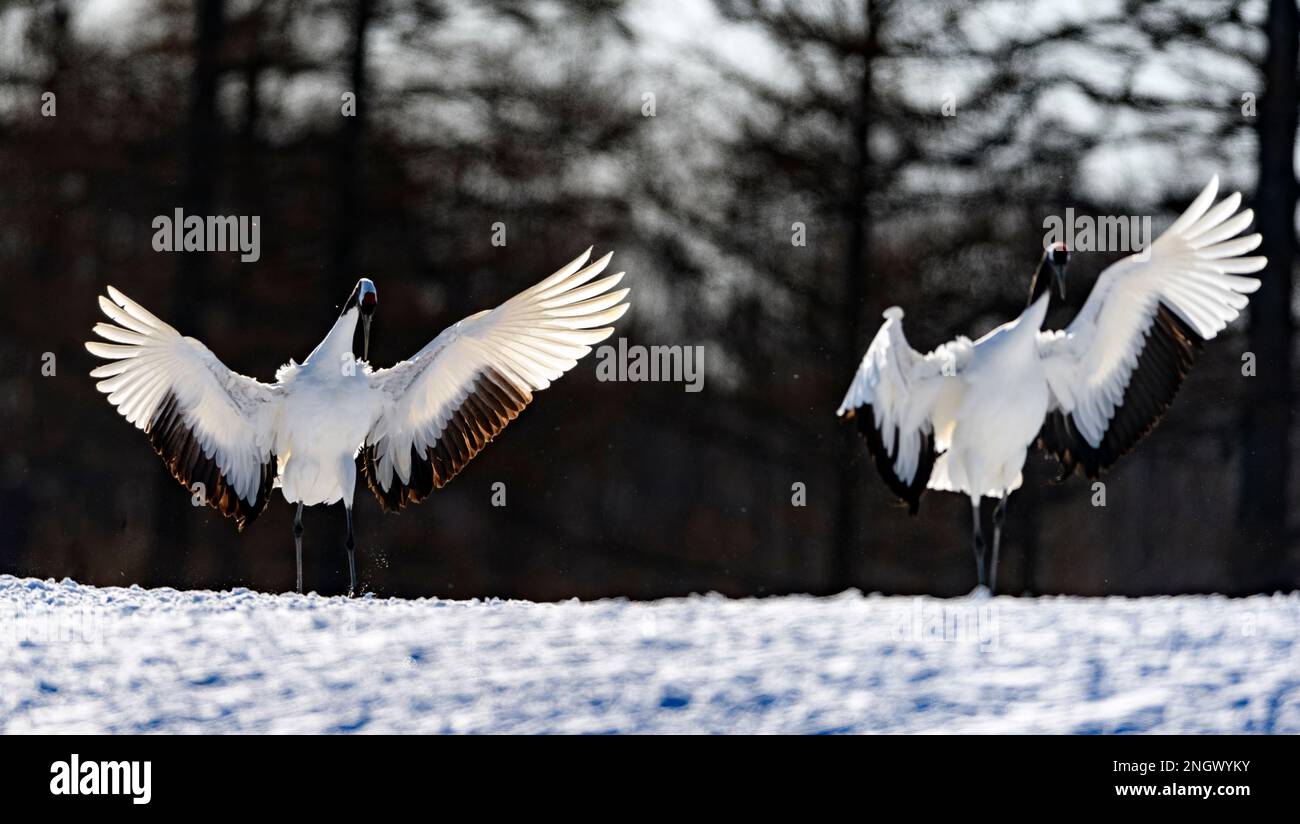 Red-crowned crane (Grus japonensis) dancing, Photo from Tsurui-Ito ...