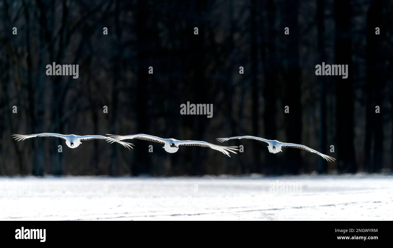 Red-crowned cranes (Grus japonensis) from Tsurui-Ito Crane Sanctuari ...