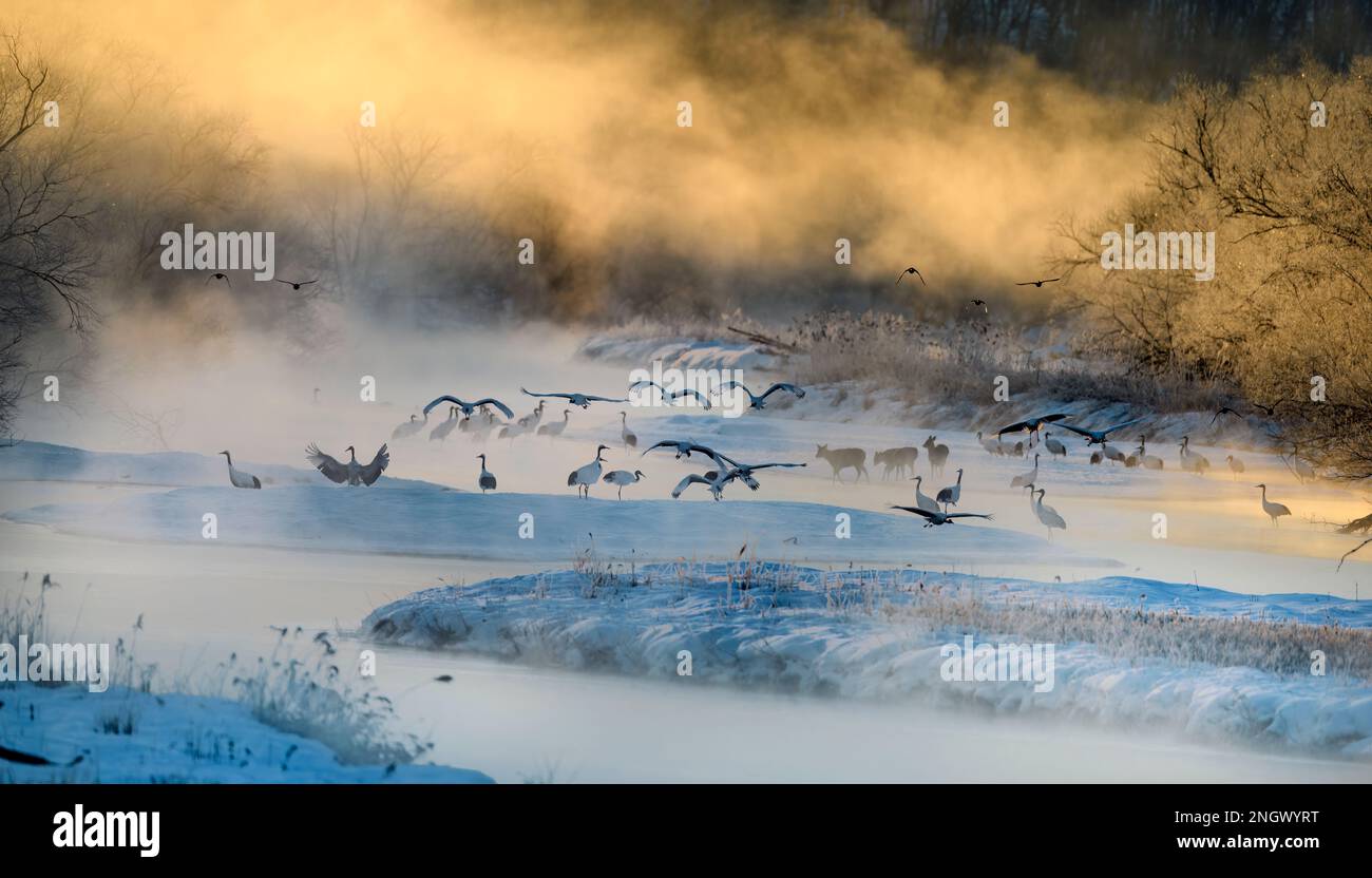 An early, cold morning at the frozen Setsuri-Gawa River (Hokkaido ...