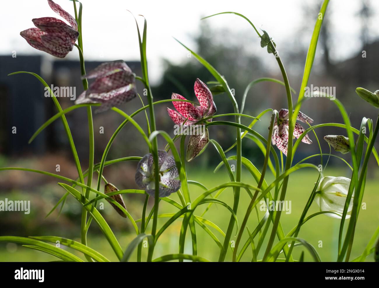 Purple chequered Snake's Head Fritillary flowers grow in Pinner ...