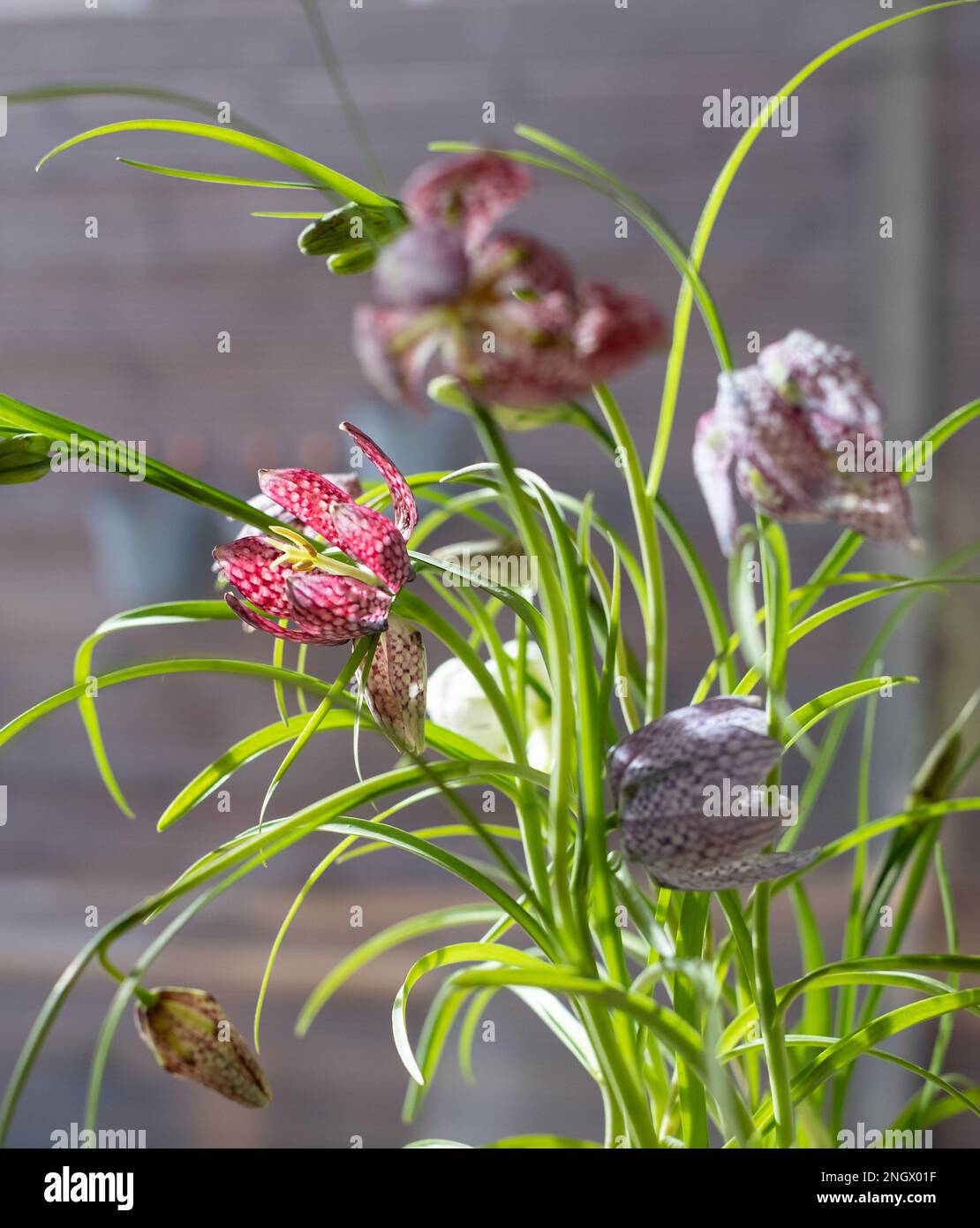 Purple chequered Snake's Head Fritillary flowers grow in Pinner ...