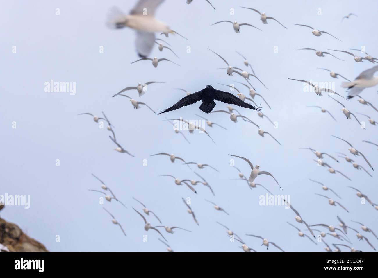 Common raven (Corvus corax), with kittiwakes, kittiwake colony, Ekkeroy ...
