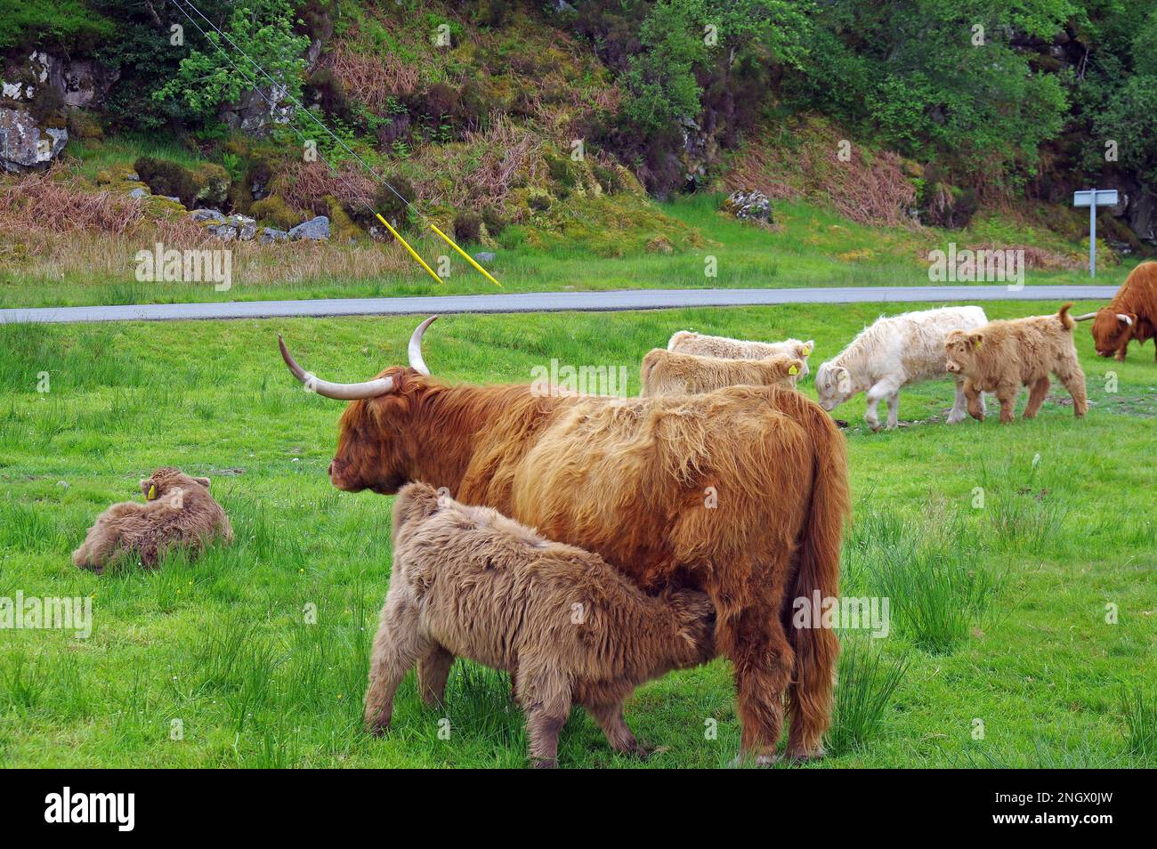 Highland cattle with young on a narrow road, powerful horns, curls ...