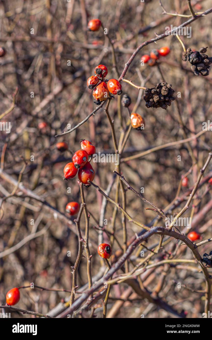 red rosehip fruits on a branch in the forest. beauty in nature, berry ...