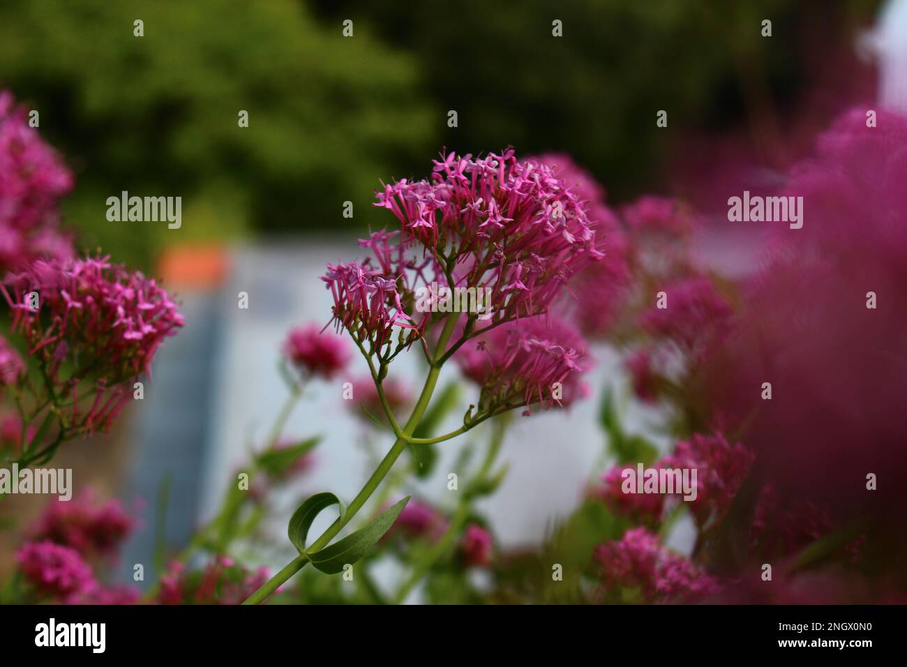 Red or Spur Valerian in summer bloom with green background and copy ...