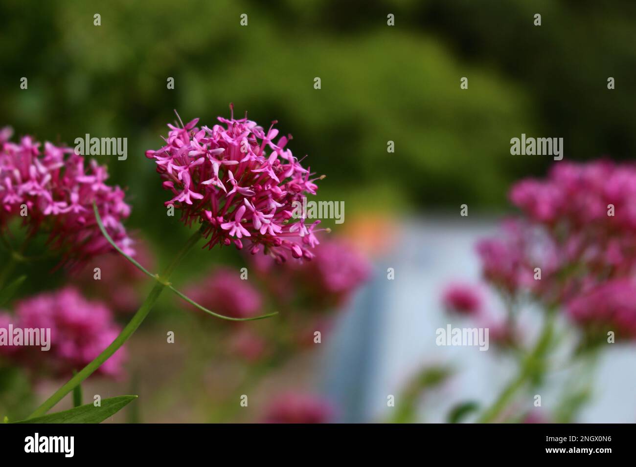 Red or Spur Valerian in summer bloom with green background and copy ...